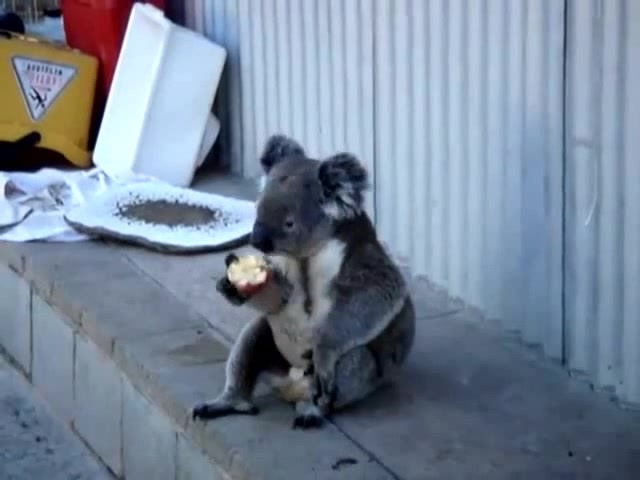 Koala's heavy depression - Coub
