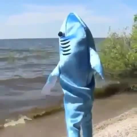 shark dance - Coub - The Biggest Video Meme Platform