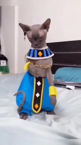Egyptian cat 🐱🥷 - Coub