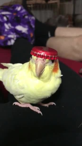 Hot parrot - Coub