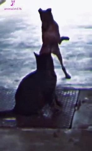 Dancer dog - Flo Rida & T-Pain - Coub