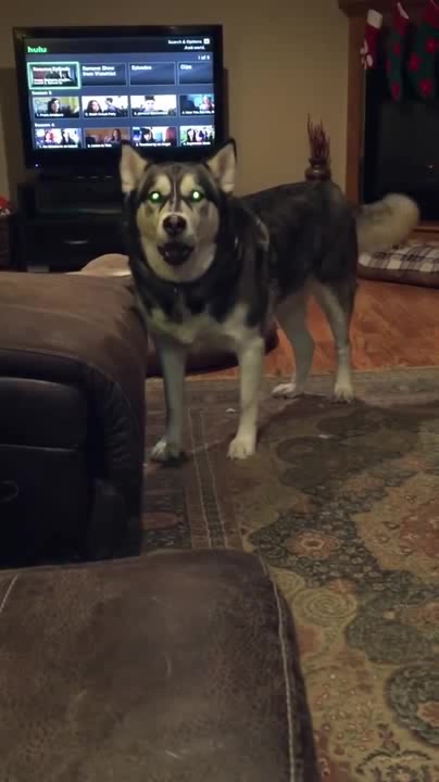 Mouthy little back talker - talking husky - Coub