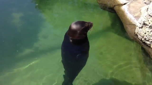 Spinning Seal - Coub