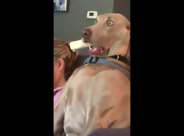 Bad Dog - Coub - The Biggest Video Meme Platform