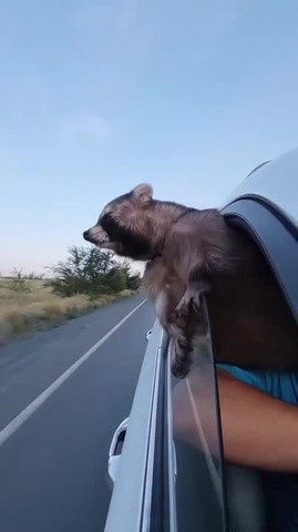 TOO HOT LADY - Coub - The Biggest Video Meme Platform