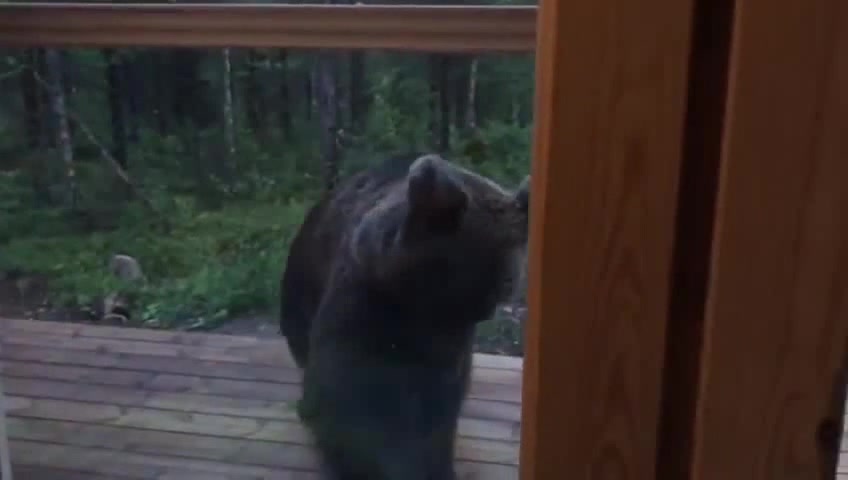 [FUNNY] Finnish man scares a bear away by shouting PERKELE [2017] - Coub