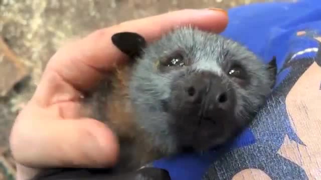 Juvenile bat squeaks while being tickled. - Coub