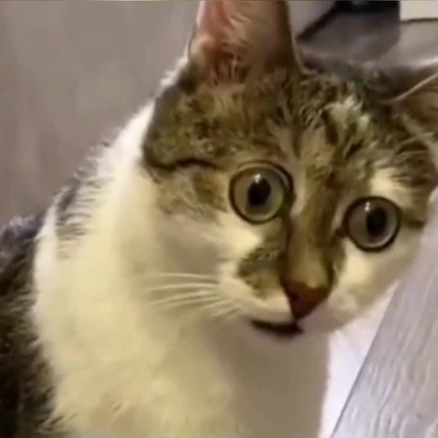 WHATTA FUX IS DAT?! - Coub - The Biggest Video Meme Platform