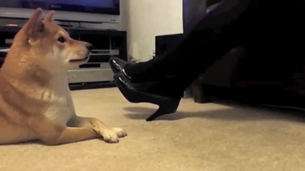 Собака повторяка funny dog - Coub - The Biggest Video Meme Platform