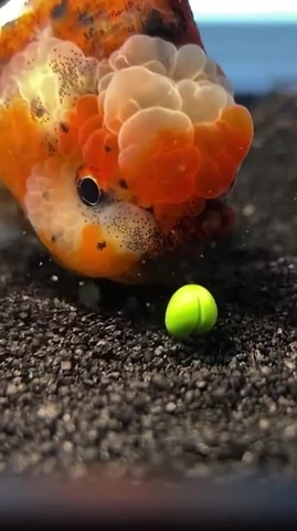 The fish is trying to eat - Coub