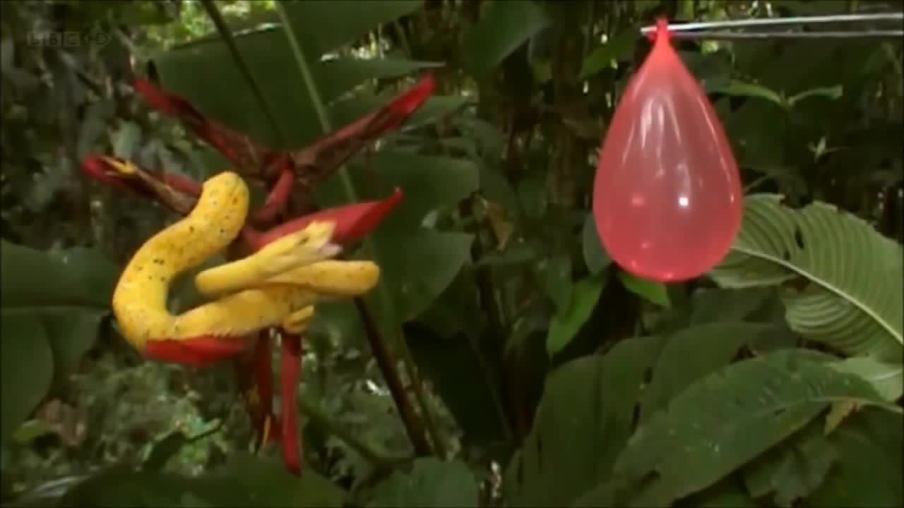 Snake Screams Liquid - Coub