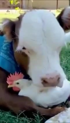 Try Tenderness - Coub