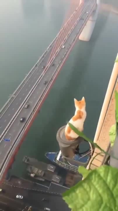 barsik on the roof - Coub