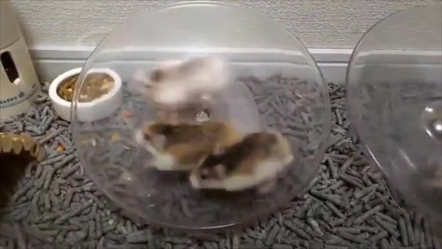 interstellar hamsters - Coub