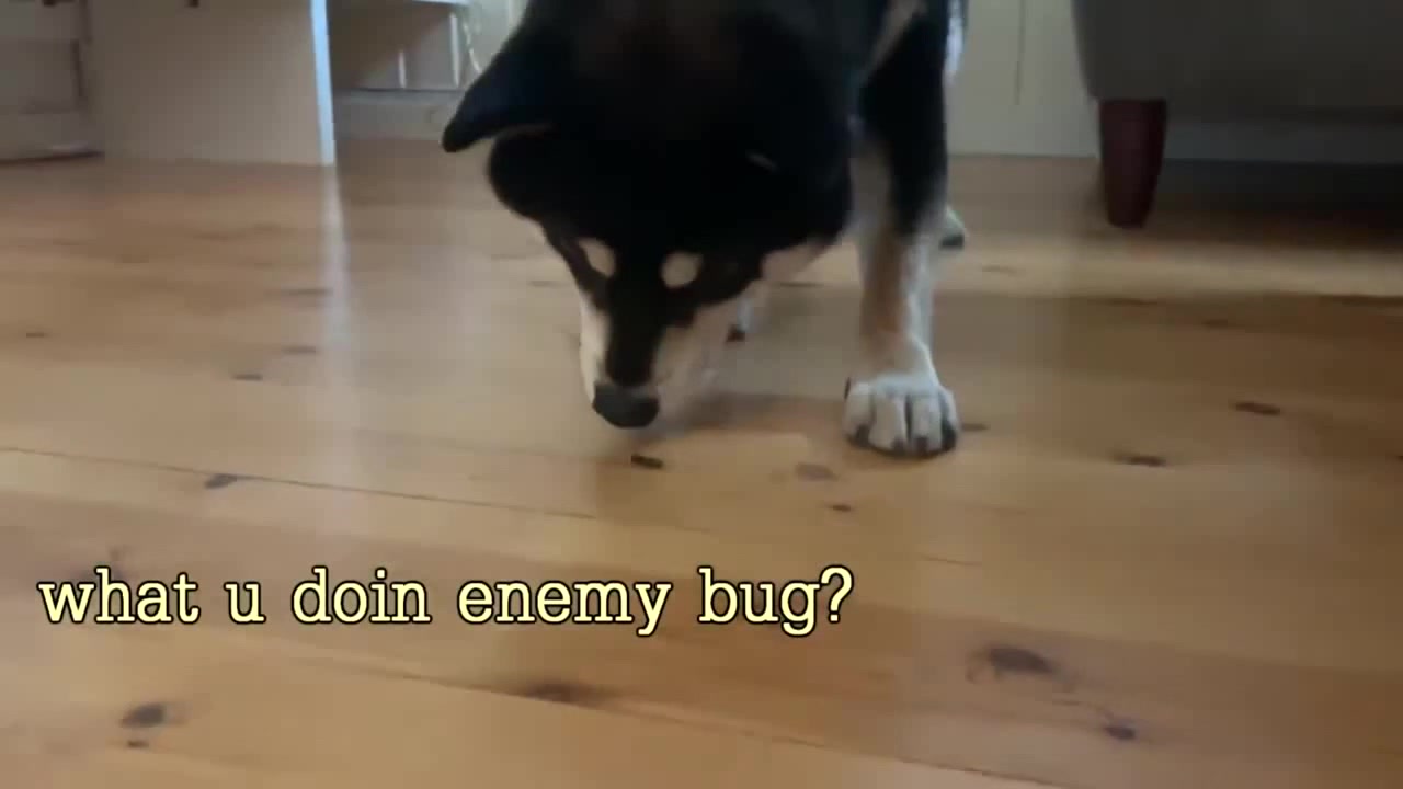 Enemy bug - Coub