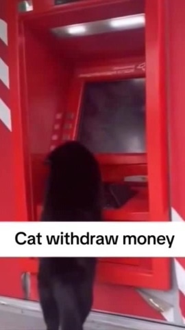 cat ATM - Coub