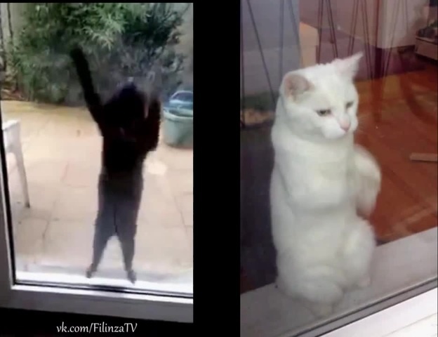 dancing cats Black vs White - Coub