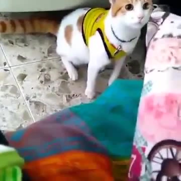 Goooooooal... - Coub