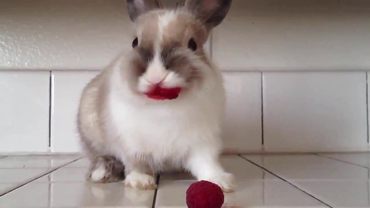 dangerous rabbit - Coub