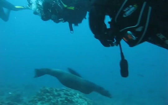 Insolent attack... - Coub