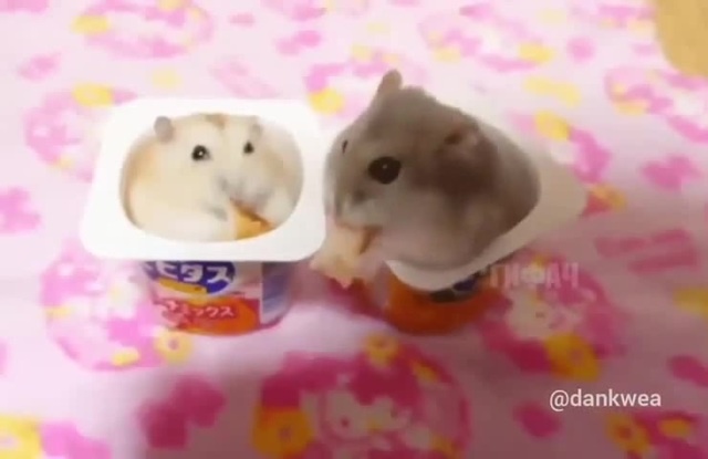 Hamster slap - Coub