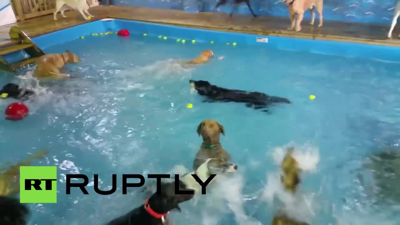 Existential crisis dog - Coub