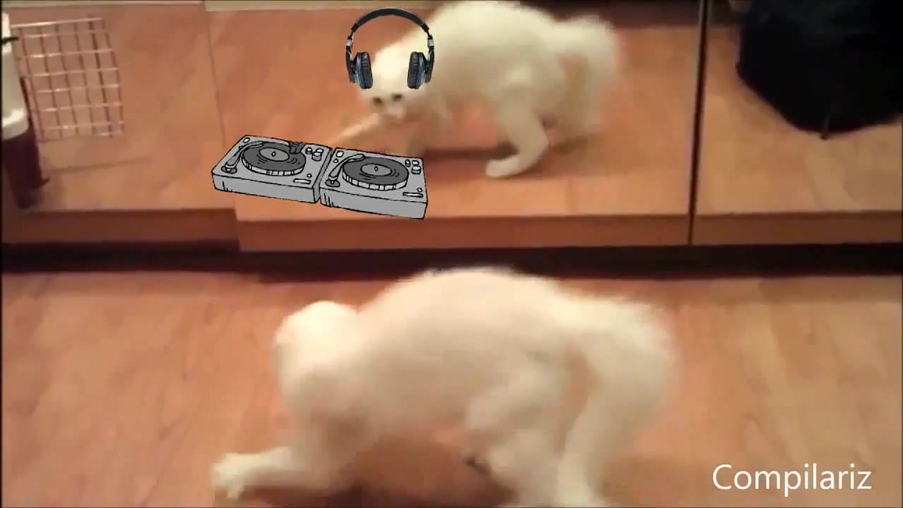 What cat see in the mirror - Coub - The Biggest Video Meme Platform