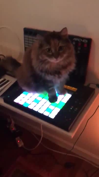 Ambient Cat w a v e - Coub