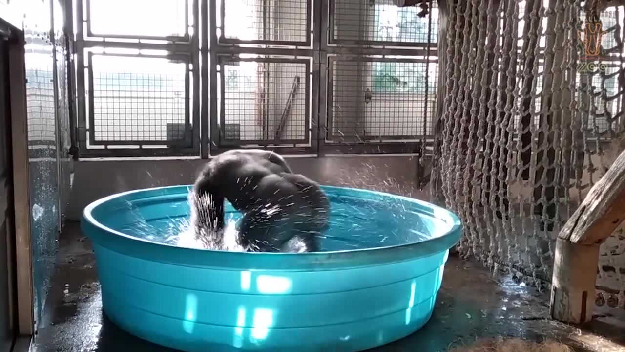 Maniac Gorilla - Coub