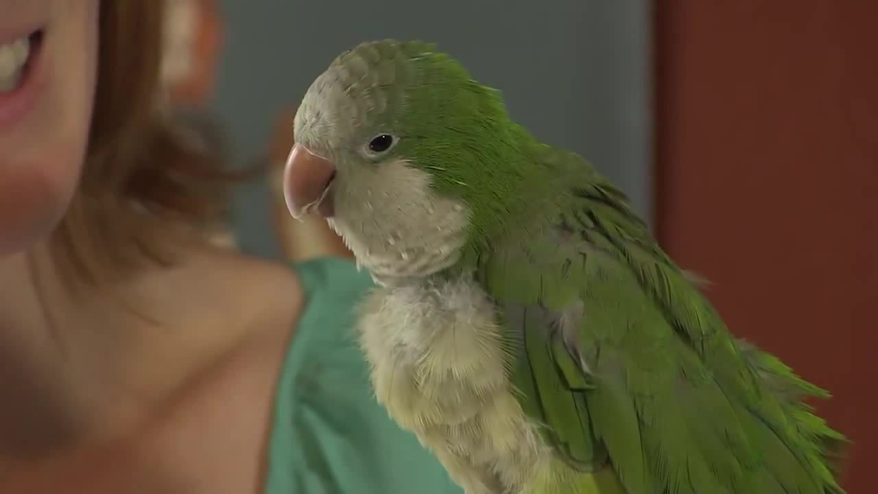 Chopsticks the Quaker Parrot is Hilarious - Coub - The Biggest Video ...