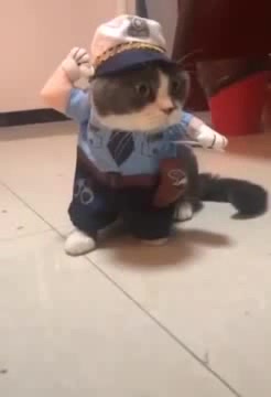 inspector cat - Coub