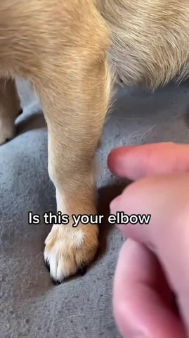 Is this your elbow? - Coub - The Biggest Video Meme Platform