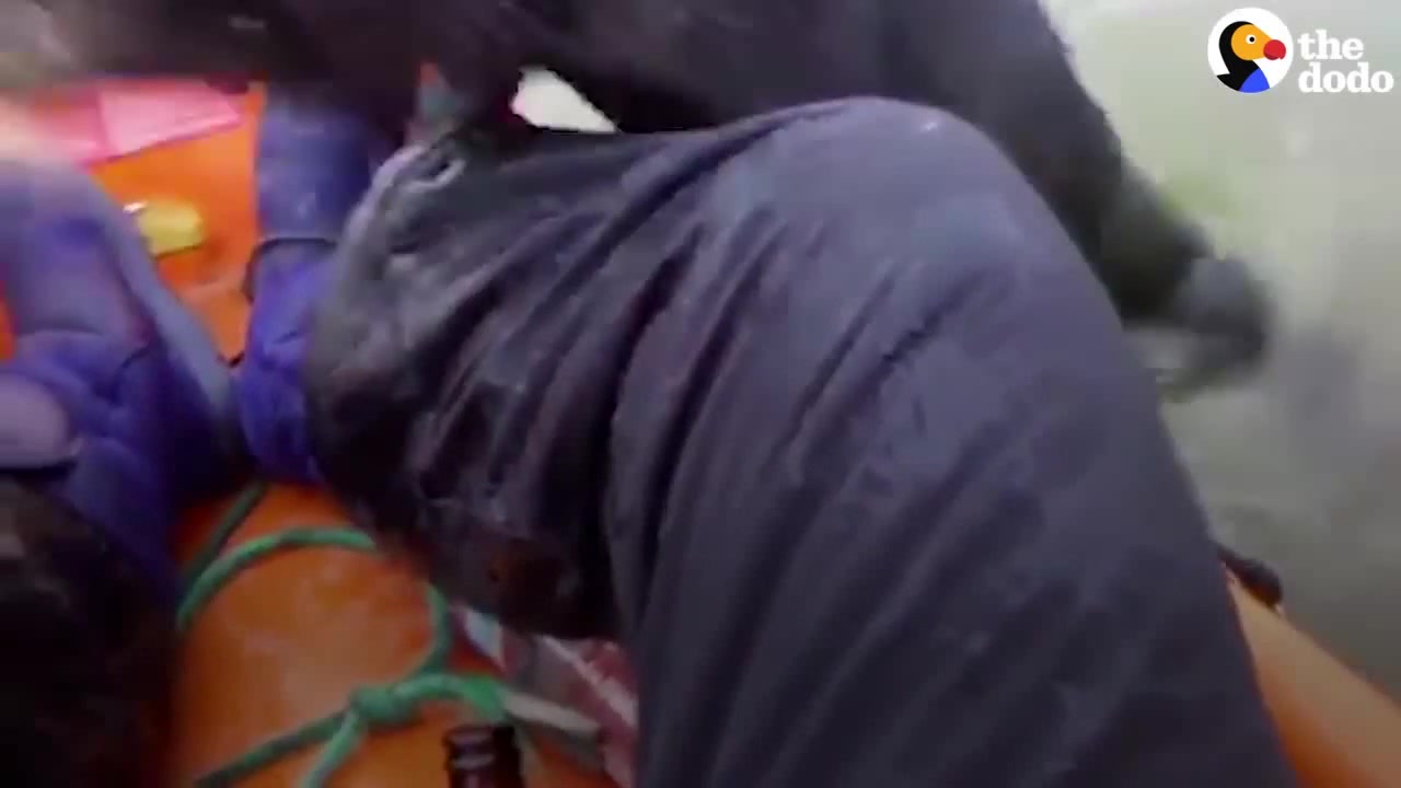 Otter Jumps On Kayak To Say Hello | The Dodo - Coub