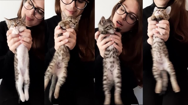 Four adorable kittens - Coub