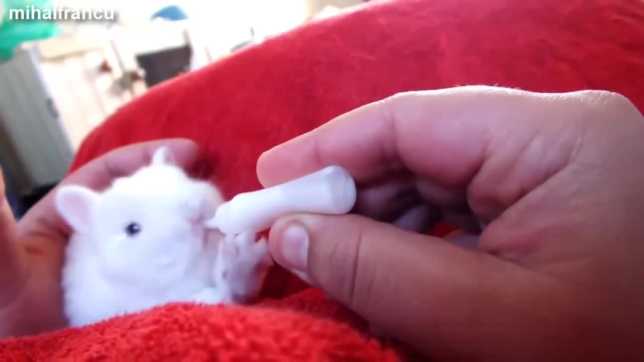 Cute Animal Videos Compilation 2015 - Coub