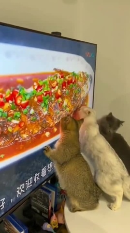 No.1360 Funny Cats - Coub