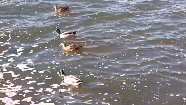 ducks minding their own business - Coub - The Biggest Video Meme Platform