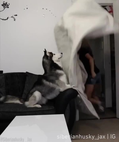 #mcoub273_mirror Loading... 😂 ️🤔 - Coub