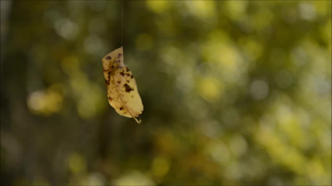 Leaf on the wind - Coub - The Biggest Video Meme Platform