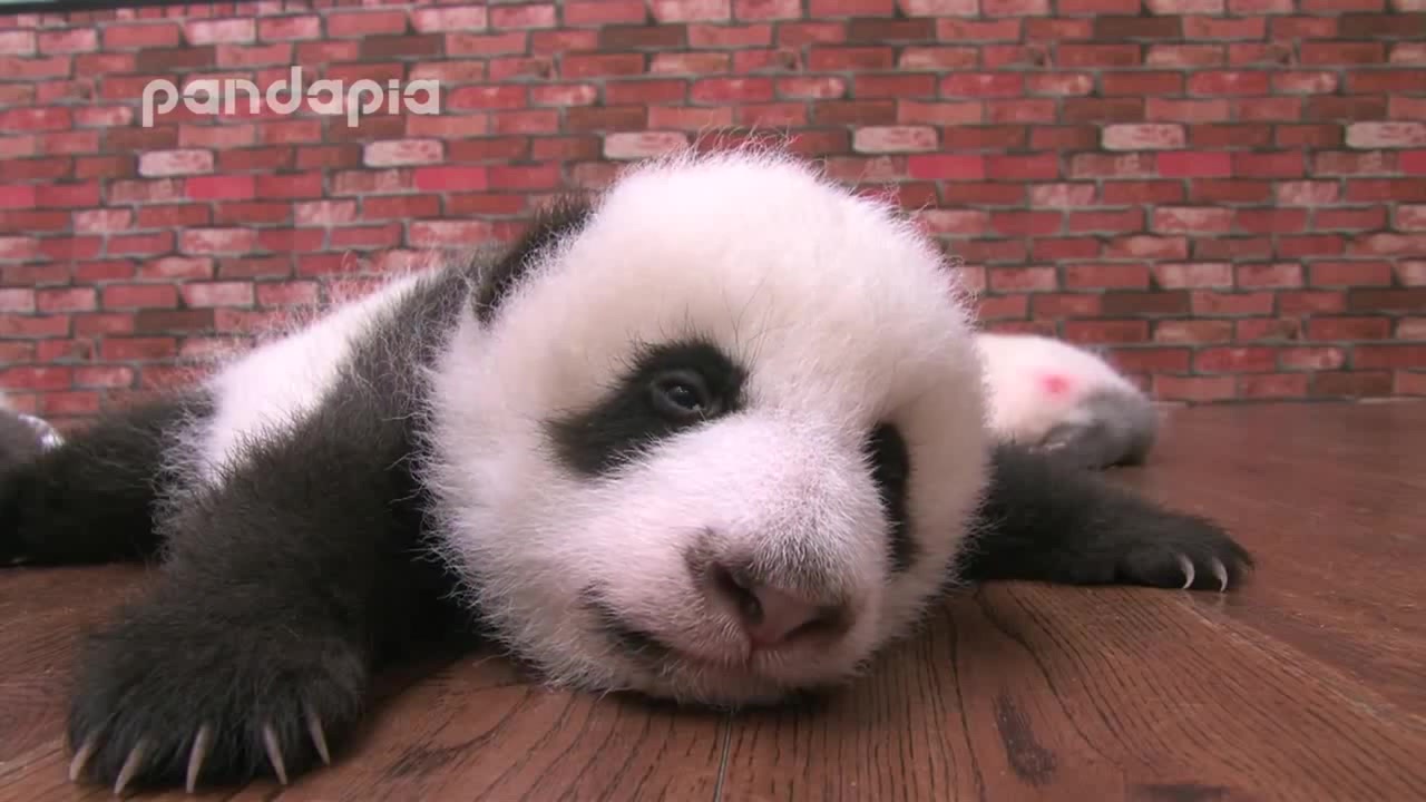 panda baby - Coub