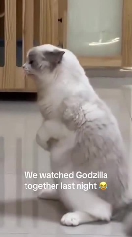catzilla - Coub