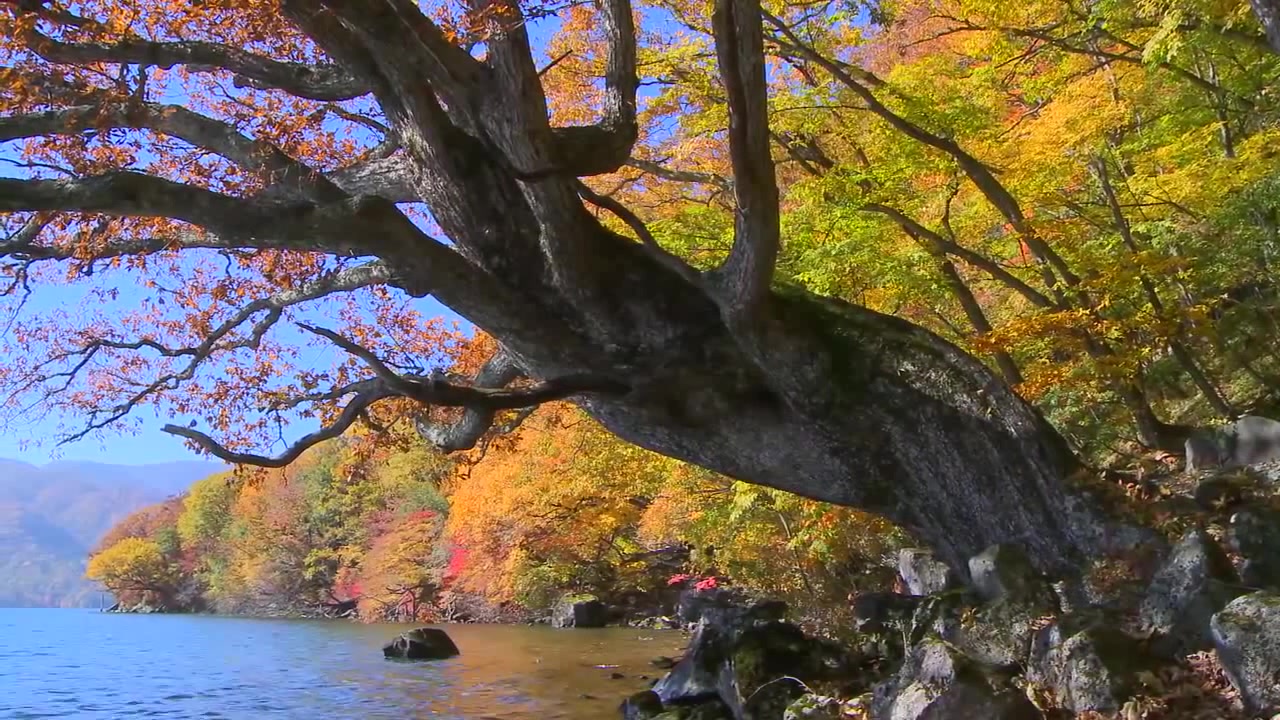 Autumn is so beautiful - Coub