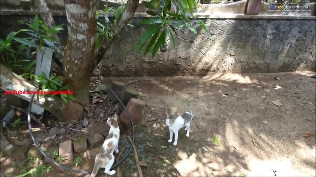 Mission Impossible mouse - Coub