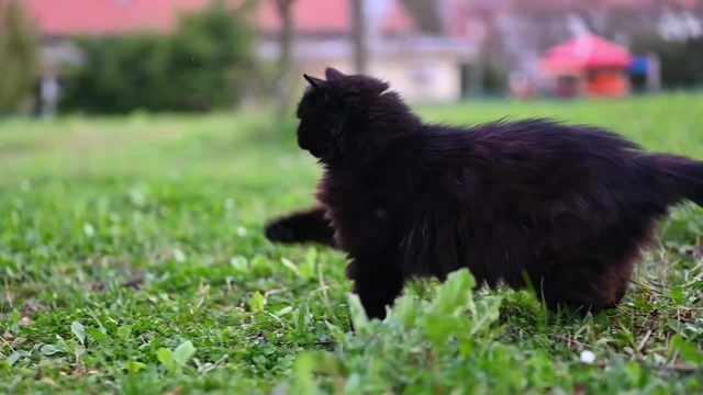 wa-wa-wa-wa-wawww - Coub - The Biggest Video Meme Platform