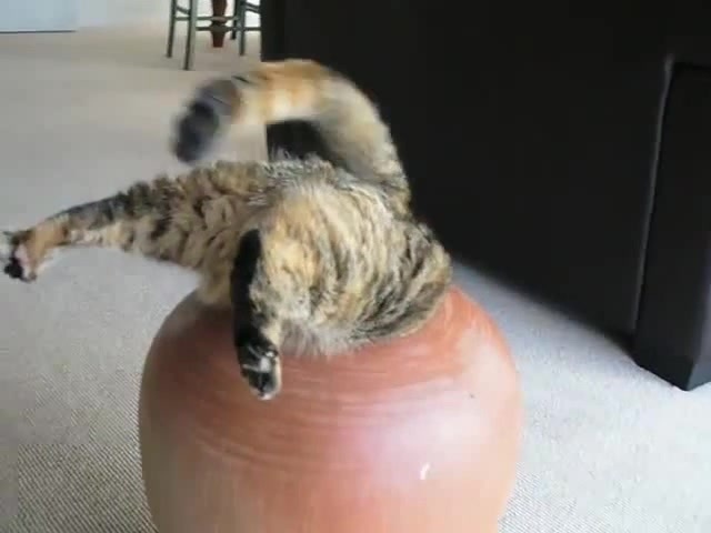 Fat Cat in pot - Coub