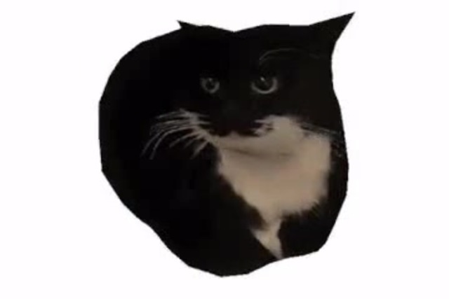 Maxwell the Cat - Coub