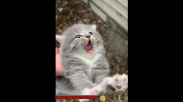 Gothica polski [PL] meme (Kotki ale dźwięki z Gothica) - Coub