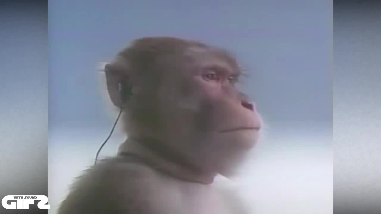 Harambe - Coub