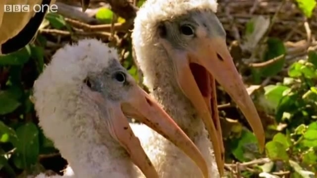 Funny Talking Animals - Walk On The Wild Side - Episode Five Preview ...