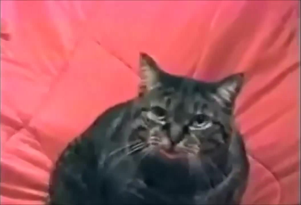 Cat Vietnam Flashback - Coub